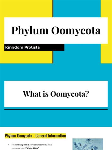 Phylum Oomycota Pdf Fungus Botany
