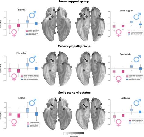 Similar Volumetric Divergences In The Reward Circuitry In Men With