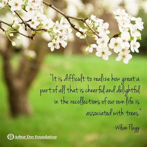 Arbor Day Foundation Quotes Celebrating The Beauty Of Trees
