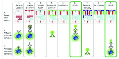 Covid 19 Antigenantibody Assay Sequence Step 1 Shows The Sample