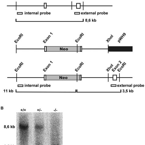 A Partial Map Of The Wild Type Twf2 Allele The Targeting Construct