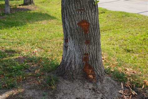 Tree Wound Repair How To Repair Your Tree And Keep It Healthy