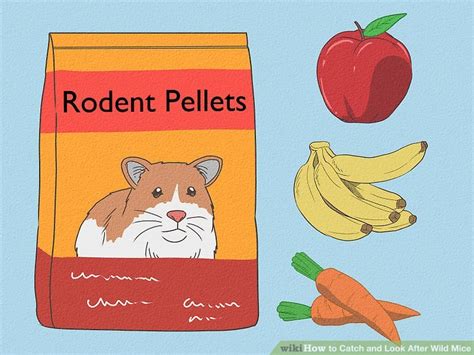 3 Ways To Catch And Look After Wild Mice WikiHow 3 Ways To Catch And Look After Wild Mice WikiHow