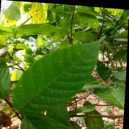 Cocoa Disease Object Detection Dataset V3 2025 02 14 6 50pm By ProjectTS
