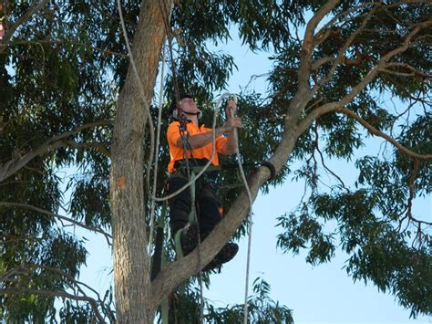 Tree Removal Stump Grinding Lake Macquarie NSW