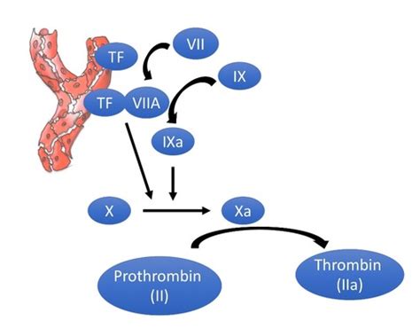 03 Mutation Flashcards Quizlet