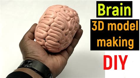 Brain Model Model Of Brain How To Make Brain Model Human Brain Model Diyas Funplay Diy