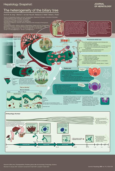 The Heterogeneity Of The Biliary Tree Journal Of Hepatology