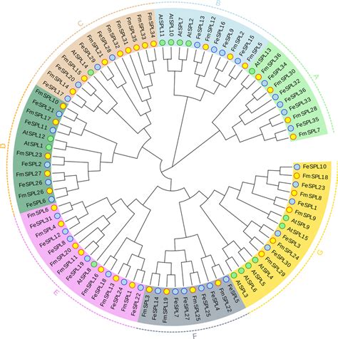 Phylogenetic Tree Of 87 Spls From Three Species The Phylogenetic Tree