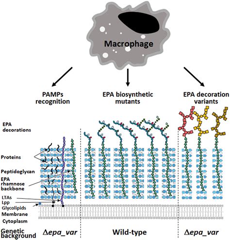 Molecular Microbiology Microbiology Journal Wiley Online Library