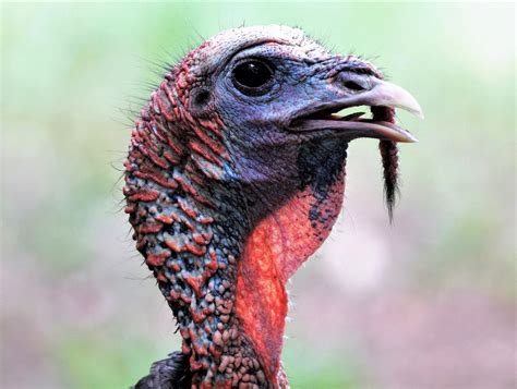 The Majesty Of The Turkey Gobbler The Wild Turkey Gobbler Flickr