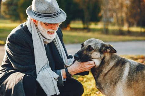 Lar Temporário Saiba Como Funciona E Como Ajudar Web Cachorros