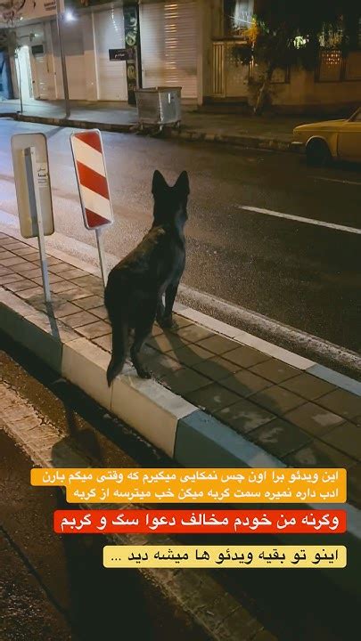 به نظرتون سگی که دنبال گربه نمیکنه و قلاده نداره بهتر ؟ یا سگی ک قلاده دارهدنبال گربه میکنه