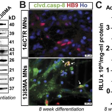 Motor Neuron Mn Differentiation From Ipscs A Schematic Download Scientific Diagram