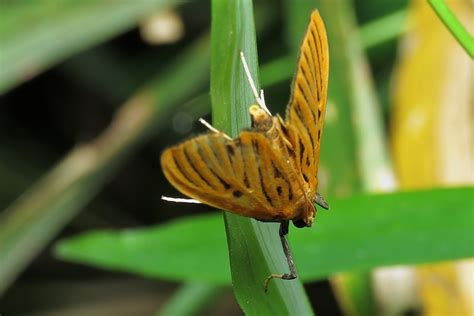 長池公園生き物図鑑クロスジノメイガ