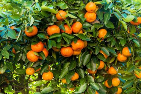 Why Is My Mandarin Tree Yellow At John Heidt Blog