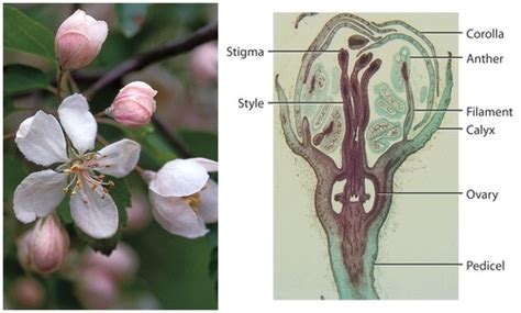 Floral Morphology 1 Flashcards Quizlet