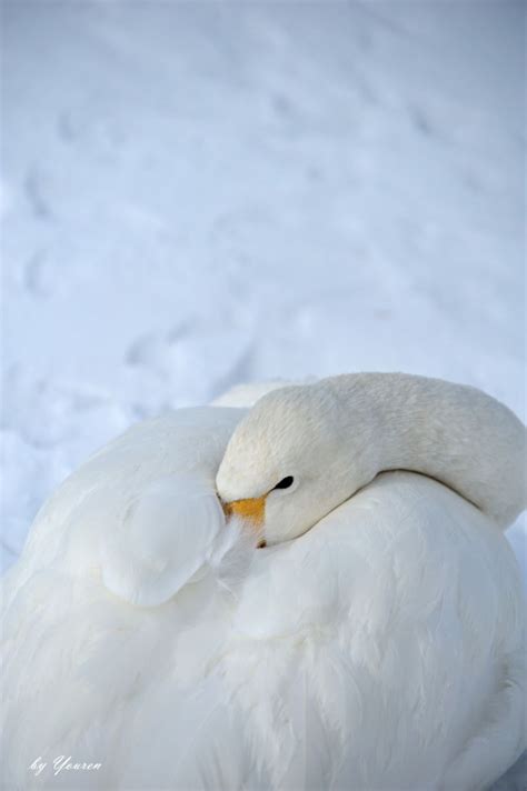 雪の上 GANREF