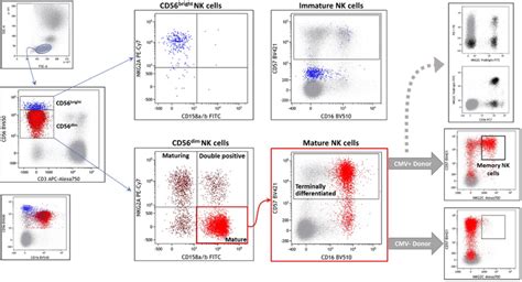 in this pb samples lymphocytes are first gated based on their physical download scientific