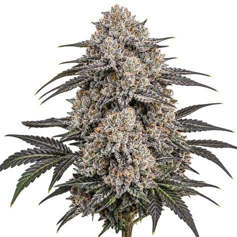 G13 Strain Strainpedia