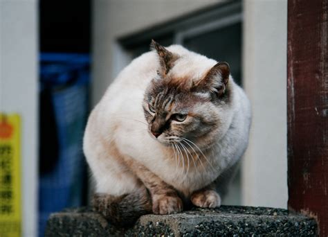일본 고양이 사진전