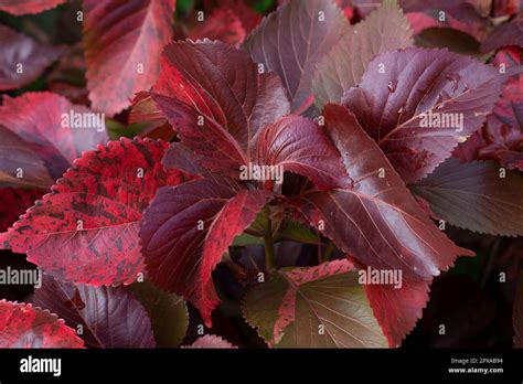Red Leaf Copperleaf Or Acalypha Wilkesiana Or Mosaica Ornamental House