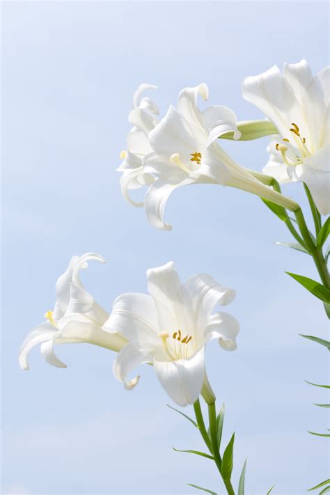 푸른 하늘을 배경으로 한 무리의 하얀 꽃 사진 Unsplash의 무료 회색 이미지