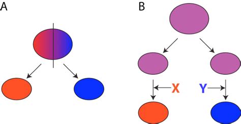 Mosaic Vs Regulative Development A Schematic Representation Of