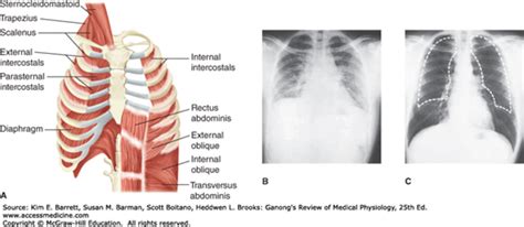 Introduction To Pulmonary Structure Mechanics Basicmedical Key