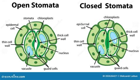 Draw A Labelled Diagram Of Stomata