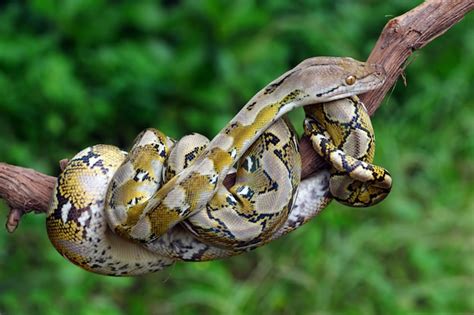 Premium Photo Pythonidae Snakes Dwell In Tree Trunks Animal Close Up