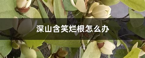 深山含笑 花百科