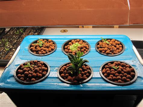 Hydroponic DWC Setup KingBain