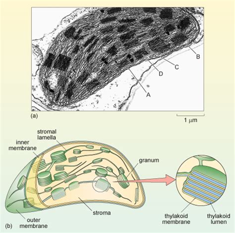 Labelled Chloroplast Micrograph
