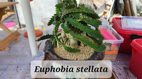 메두사의 머리를 하고있는 유프로비아 스텔라타 분갈이합니다😄😄😄 Euphobia Stellata Youtube