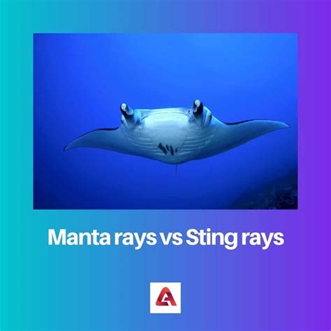 Difference Between A Manta Ray And Sting Ray Famgulu