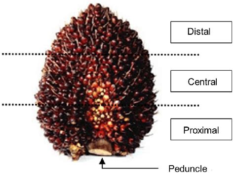 Oil Palm Fruit Bunch My Destiny To Introduce Oil Palm As A Plantation