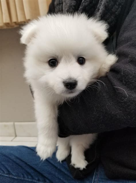 Tiny bear : r/rarepuppers