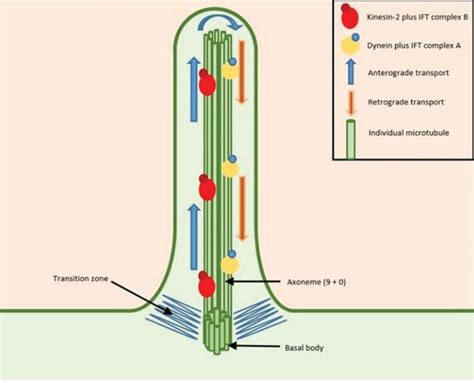 Cilia Definition Structure Types Function Biology Notes Online