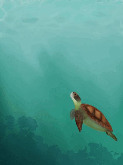 Artstation Sea Turtle Animation