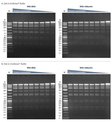 Nebuffer™ System Same High Performance Now With Recombinant Albumin Ralbumin Neb