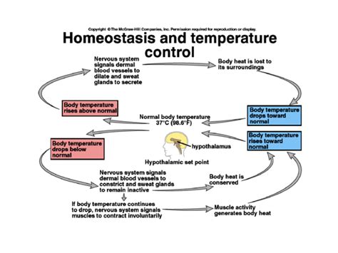 Is A Fever A Positive Feedback Loop Famuse 1 Models Actors Agencies Photographers
