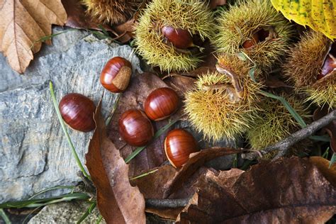 Wild Nut Tree Identification How To Identify Nuts And Seeds