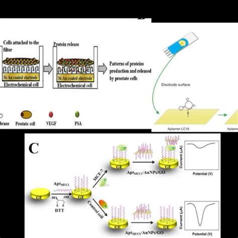 Schematic Of Electrochemical Based Aptasensors For Cancer Detection A Download Scientific