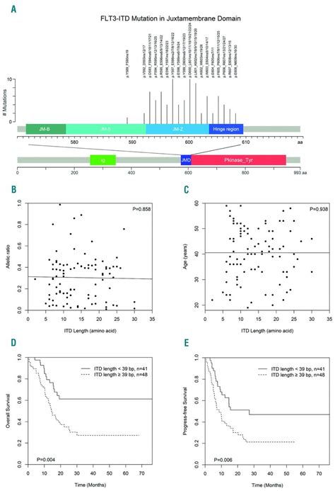 Impact Of Flt3 Itd Length On Prognosis Of Acute Myeloid Leukemia Haematologica