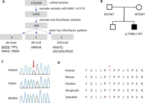 Mycn De Novo Gain Of Function Mutation In A Patient With A Novel Megalencephaly Syndrome