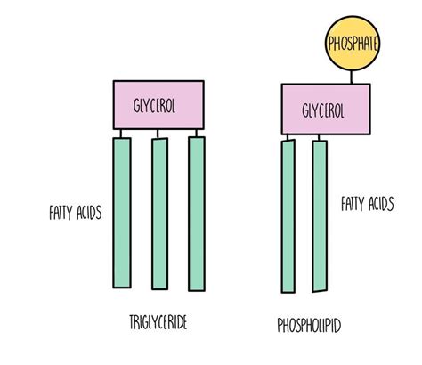 Carbohydrates And Lipids Aqa — The Science Sauce