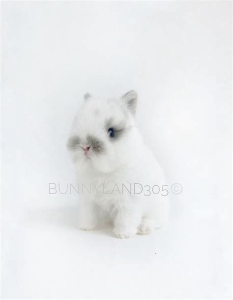 Netherland Dwarf Rabbit For Sale In Miami Rabbits For Sale