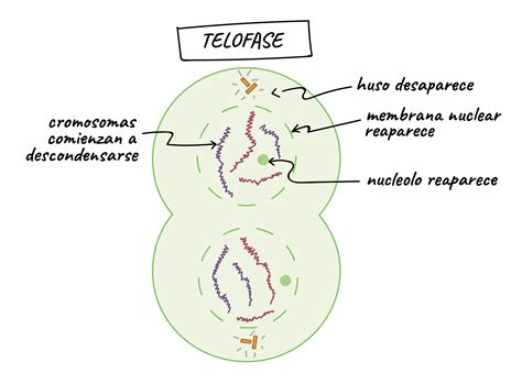 Imagenes De Las Fases De La Mitosis