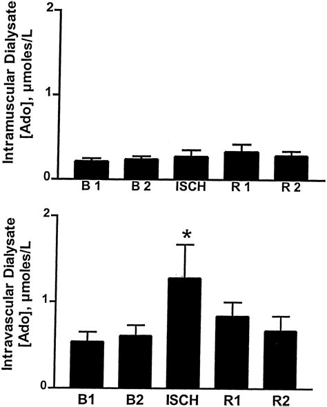 Intravascular Source Of Adenosine During Forearm Ischemia In Humans Hypertension